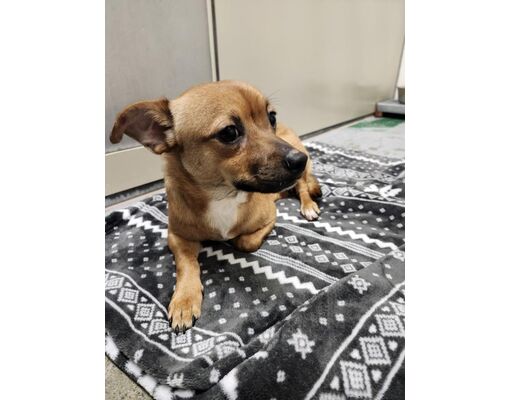 Hayward, CA - Chihuahua. Meet CHICKEN LITTLE a Pet for Adoption ...
