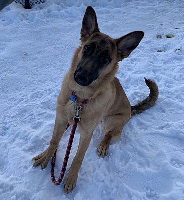 Golden, CO - Belgian Malinois. Meet Cranberry a Pet for Adoption ...