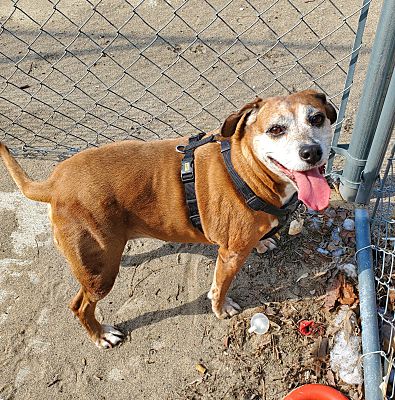 Taylor, MI - Beagle. Meet Sandy a Pet for Adoption - AdoptaPet.com