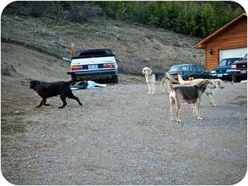 Shoreline, WA - Labrador Retriever. Meet Big Dog Fosters Needed a Pet ...