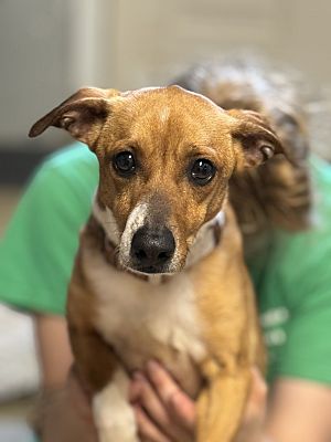 Sparta, NJ - Beagle/Rat Terrier. Meet Marco a Pet for Adoption ...