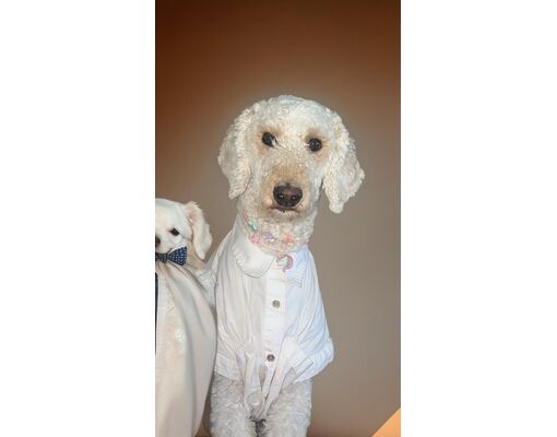 Kissimmee, FL - Goldendoodle. Meet Bella a Pet for Adoption - AdoptaPet.com