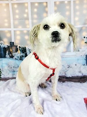 Oakland, MI - Maltese/Lhasa Apso. Meet Latte a Pet for Adoption ...