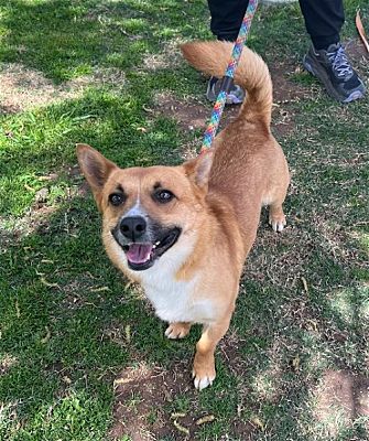 Phoenix, AZ - Corgi. Meet Gizmo a Pet for Adoption - AdoptaPet.com