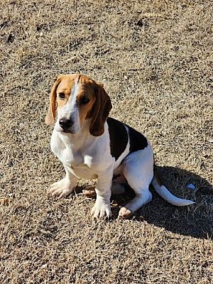 TULSA, OK - Beagle. Meet Tracker a Pet for Adoption - AdoptaPet.com