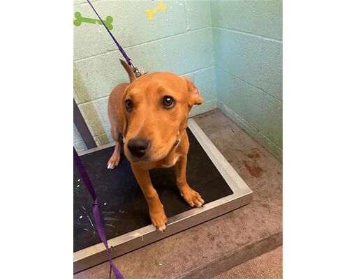 Sacramento, CA - American Pit Bull Terrier. Meet SPROUT a Pet for ...