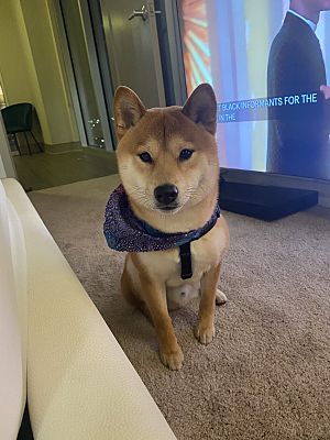 Atlanta, GA - Shiba Inu. Meet Niyoko a Pet for Adoption - AdoptaPet.com