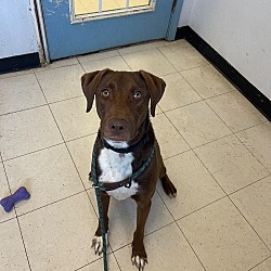Angels of Assisi in Roanoke, VA - AdoptaPet.com