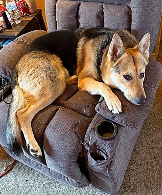 Stockton, MD - German Shepherd Dog/Mutt. Meet Zeus a Pet for Adoption ...