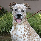 Dalmatian Puppies - Dalmatian Rescue and Adoption Near You