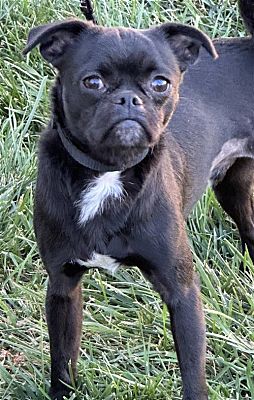 Palo Alto, CA - Pug. Meet Coach Prime a Pet for Adoption - AdoptaPet.com