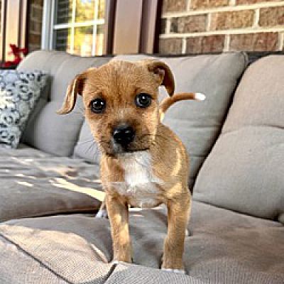 Burlington, VT - Terrier (Unknown Type, Small). Meet Tulip a Pet for ...
