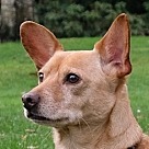 Corgi Puppies - Corgi Rescue and Adoption Near You