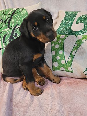 Newcastle, OK - Rottweiler. Meet Lego a Pet for Adoption - AdoptaPet.com