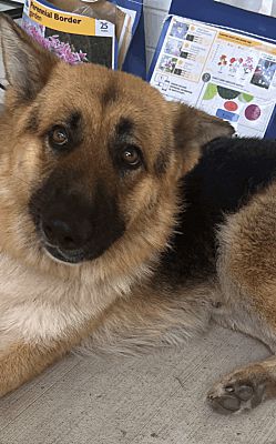 Dallas, TX - German Shepherd Dog. Meet Moritz a Pet for Adoption ...