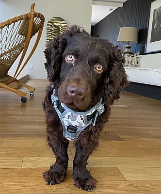 Sagaponack, NY - Boykin Spaniel. Meet Curly a Pet for Adoption ...