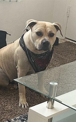 Oxnard, CA - American Pit Bull Terrier. Meet Ace a Pet for Adoption ...