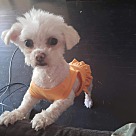 Maltere Puppies - Maltese Rescue and Adoption Near You