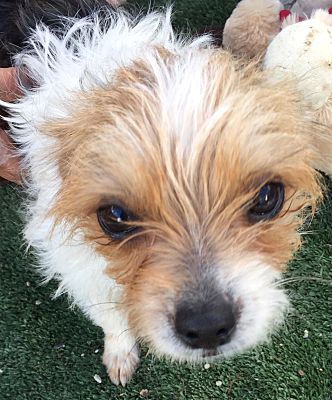 El Cajon, CA - Yorkie Poo/Maltipoo. Meet Gorgeous Milly a Pet for ...