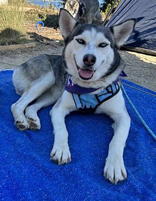 Thompson Falls, MT - Siberian Husky. Meet Ciara Mist a Pet for Adoption ...