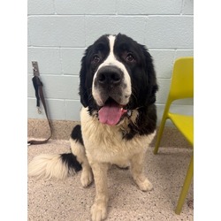 Brighton, CO - Newfoundland/Great Pyrenees. Meet CASH a Pet for ...