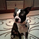 Boston Terrier Puppies - Boston Terrier Rescue and Adoption