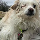 Maltere Puppies - Maltese Rescue and Adoption Near You