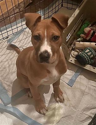 Seattle, WA - Boxer. Meet BOOMER - FOSTER NEEDEDSweet natured friendly ...