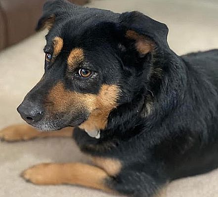 Chicago, IL - Rottweiler. Meet Barkley a Pet for Adoption - AdoptaPet.com