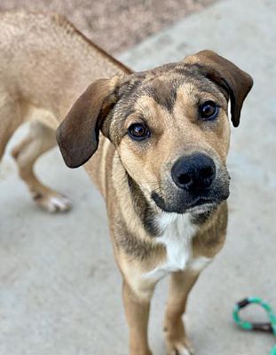 Benbrook, TX - Rhodesian Ridgeback/Mixed Breed (Medium). Meet Alister a ...
