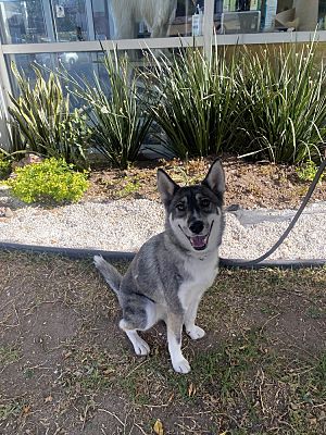 Gig Harbor, WA - Husky. Meet Akira a Pet for Adoption - AdoptaPet.com