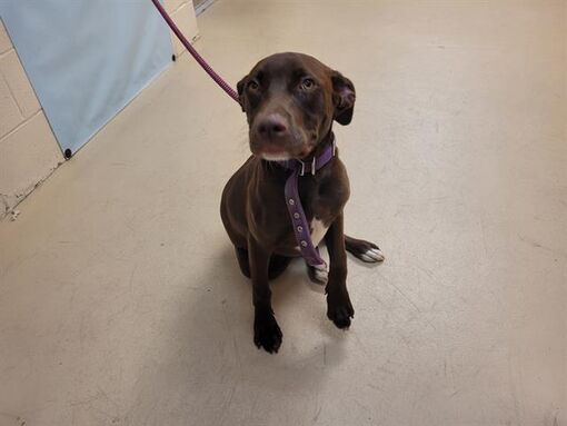 Dayton, OH - Labrador Retriever. Meet *PENNE* a Pet for Adoption ...