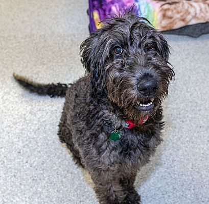 Detroit, MI - Poodle (Standard)/Labrador Retriever. Meet Beau a Pet for ...