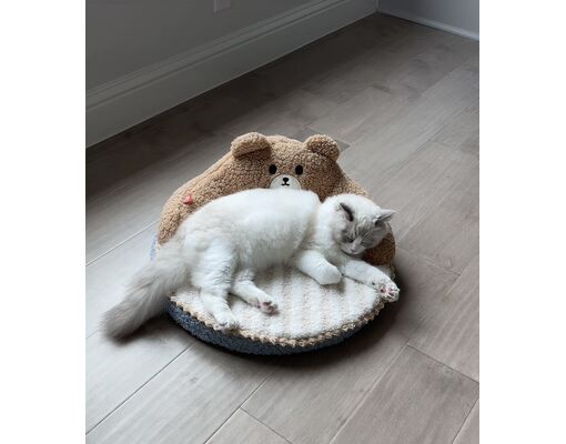 Conroe, TX - Ragdoll. Meet Igloo a Pet for Adoption - AdoptaPet.com