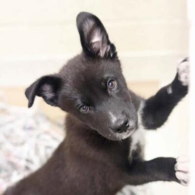 Atlanta, GA - Border Collie. Meet Flora a Pet for Adoption - AdoptaPet.com