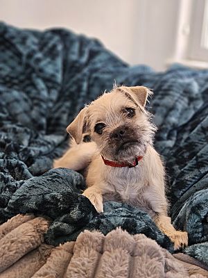 Fort Collins, CO - Pug/Border Terrier. Meet Banana a Pet for Adoption ...