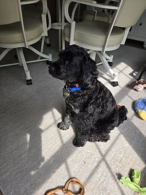 Brighton, MI - Cockapoo/Cockapoo. Meet Ricky a Pet for Adoption ...