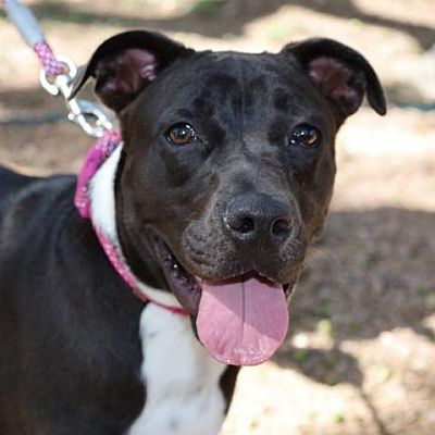 Rosemont, IL - American Staffordshire Terrier/Labrador Retriever. Meet ...