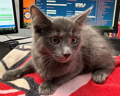 Staten Island, NY - Domestic Mediumhair. Meet Kenobi a Pet for Adoption ...