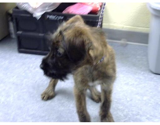 Toledo, OH - Schnauzer (Standard)/Boxer. Meet LORAX a Pet for Adoption ...