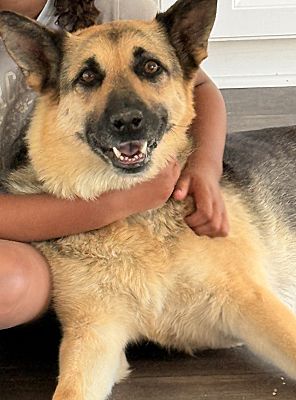 Painted Post, NY - German Shepherd Dog. Meet Hazel a Pet for Adoption ...
