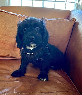 West Milwaukee, WI - Cockapoo/Dachshund. Meet Tucker $600 (APPLICATION ...