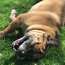 El Cajon, CA - Boxer/Chow Chow. Meet Tex a Pet for Adoption - AdoptaPet.com