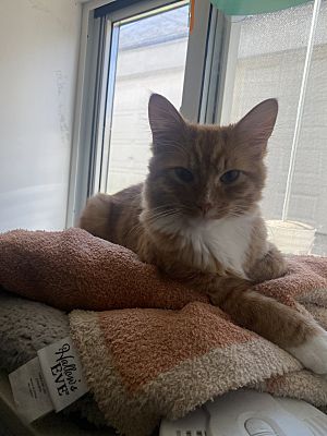 Brooklyn, NY - Domestic Longhair. Meet Garfield a Pet for Adoption ...