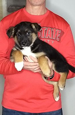 Pittsburgh, PA - German Shepherd Dog/Australian Shepherd. Meet Trinity ...