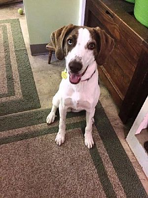 East Hartford, CT - Hound (Unknown Type). Meet Autumn in CT a Pet for ...