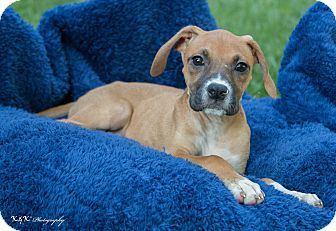 Indianapolis, IN - Boxer. Meet Peter a Pet for Adoption.
