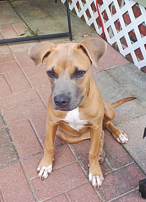 Southbury, CT - Boxer/Belgian Malinois. Meet Sasha ~ meet me! a Pet for ...