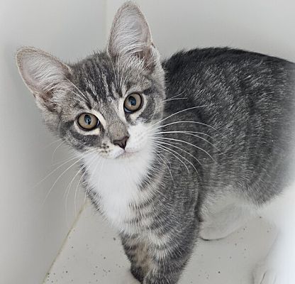 Silverdale, WA - Domestic Mediumhair. Meet Anka a Pet for Adoption ...