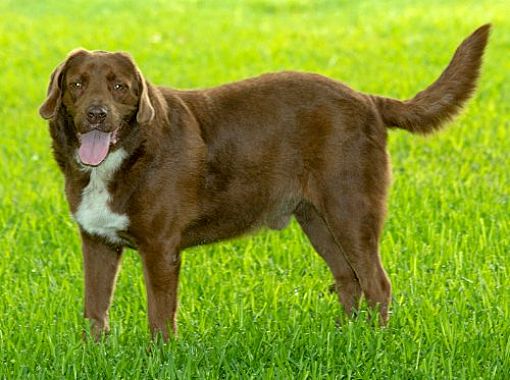 Santa Fe, TX - Labrador Retriever. Meet Berit--One Cool Pup a Pet for ...